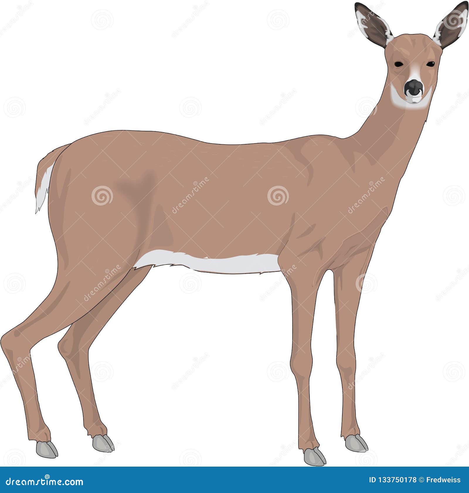 Deer Doe Illustration stock vector. Illustration of wildlife - 133750178