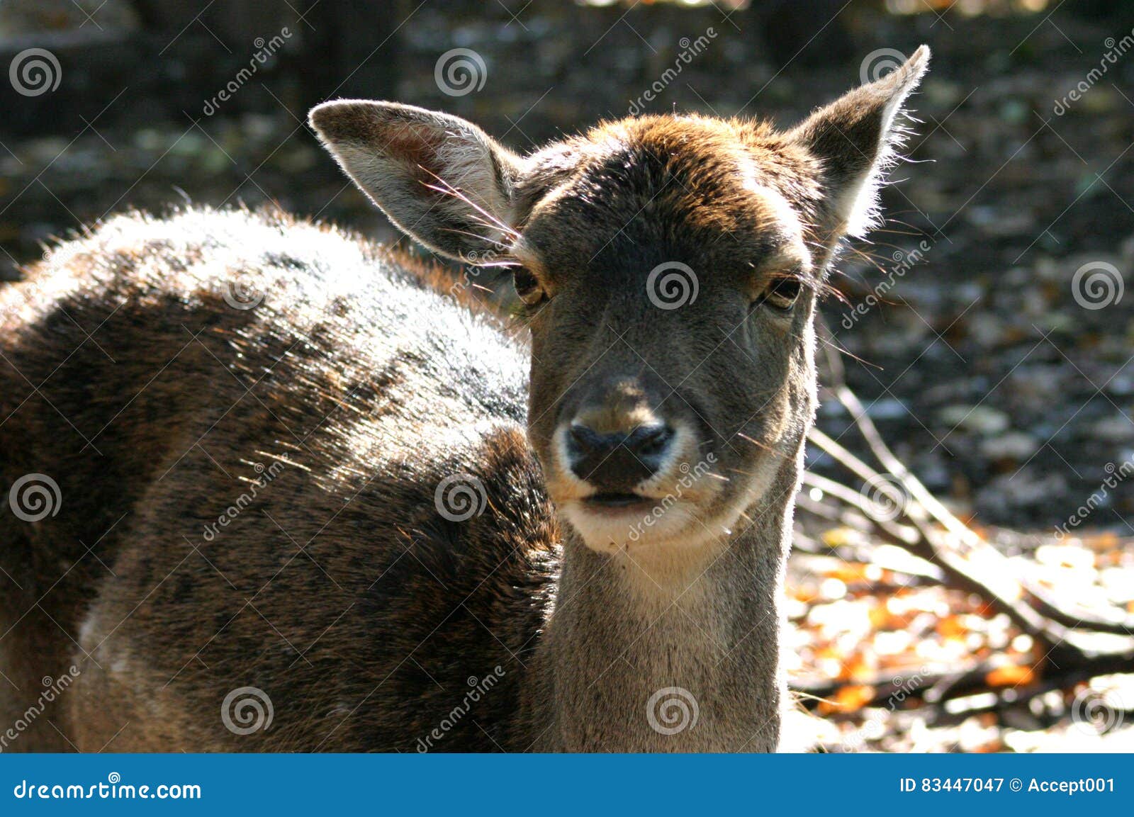 Deer Doe Looking at Camera in the Wood Stock Image - Image of animal ...