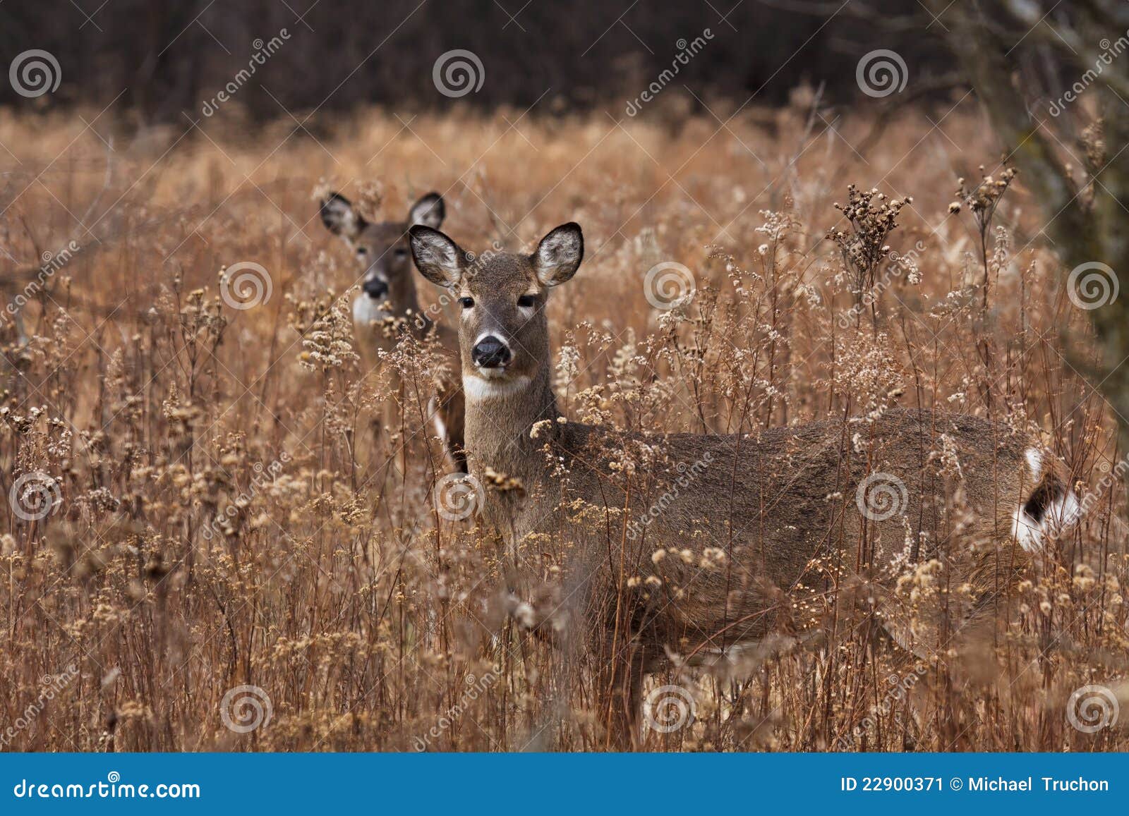 Deer/doe Posing in the Woodlands Stock Image - Image of mule, majestic ...