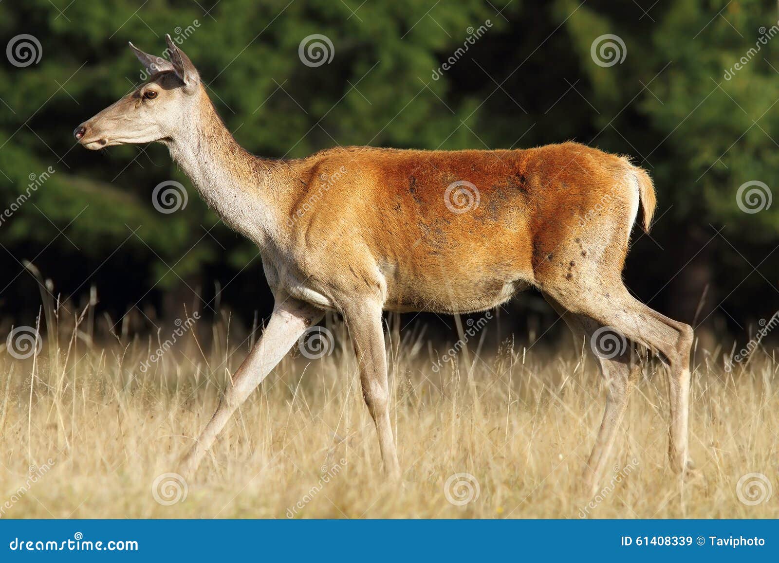 Deer Doe Walking in a Glade Stock Image - Image of adult, animal: 61408339