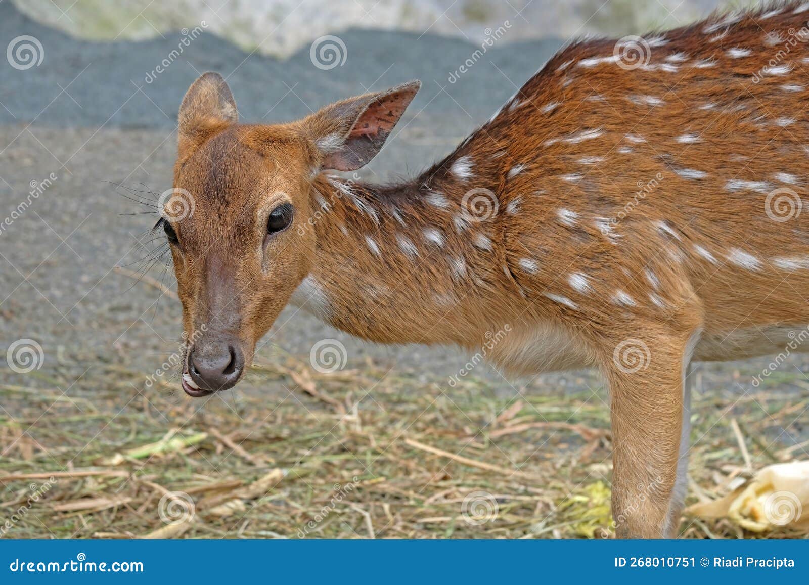 Deer with dots on the body stock image. Image of dots - 268010751