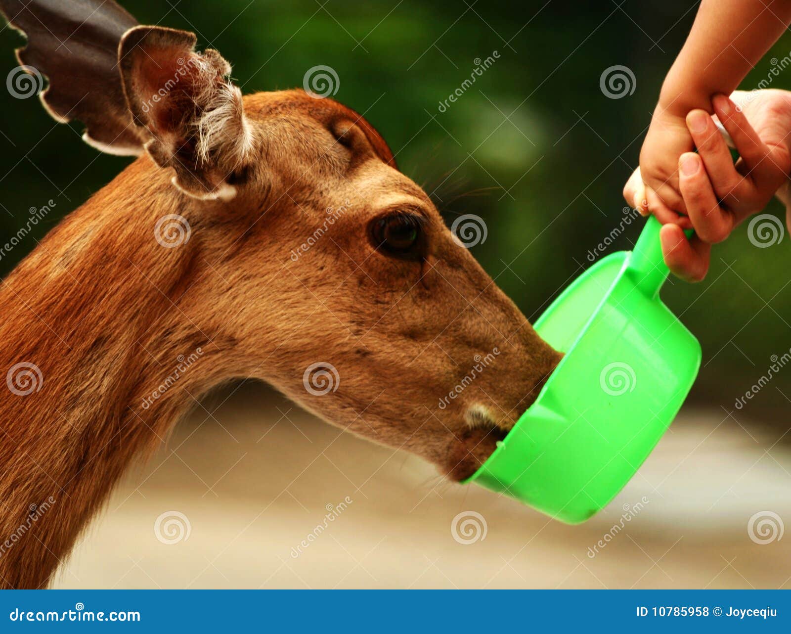 Deer drinking stock photo. Image of drinking, animal - 10785958
