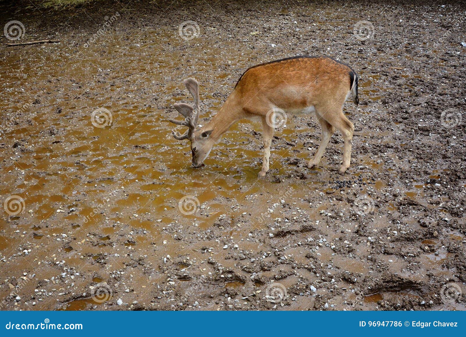 Deer drinking stock photo. Image of drink, young, spotted - 96947786