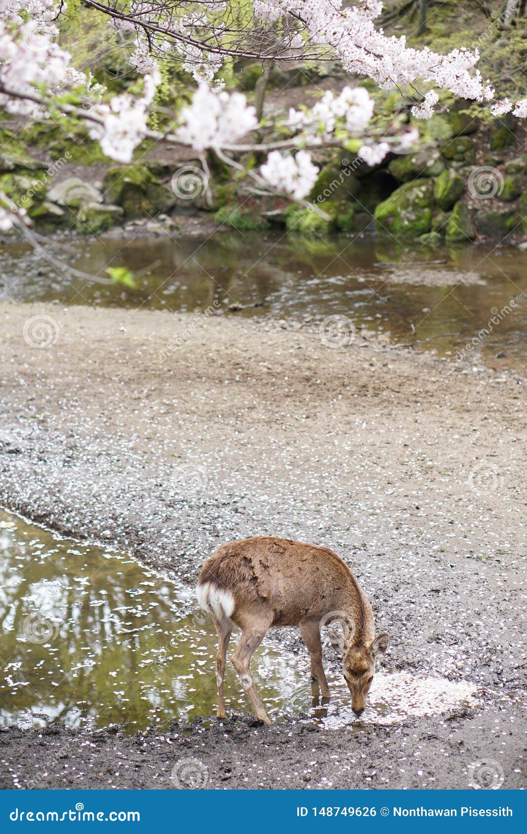 A Deer Drinking Water, Sakura Tree, Japan Stock Photo - Image of buck ...