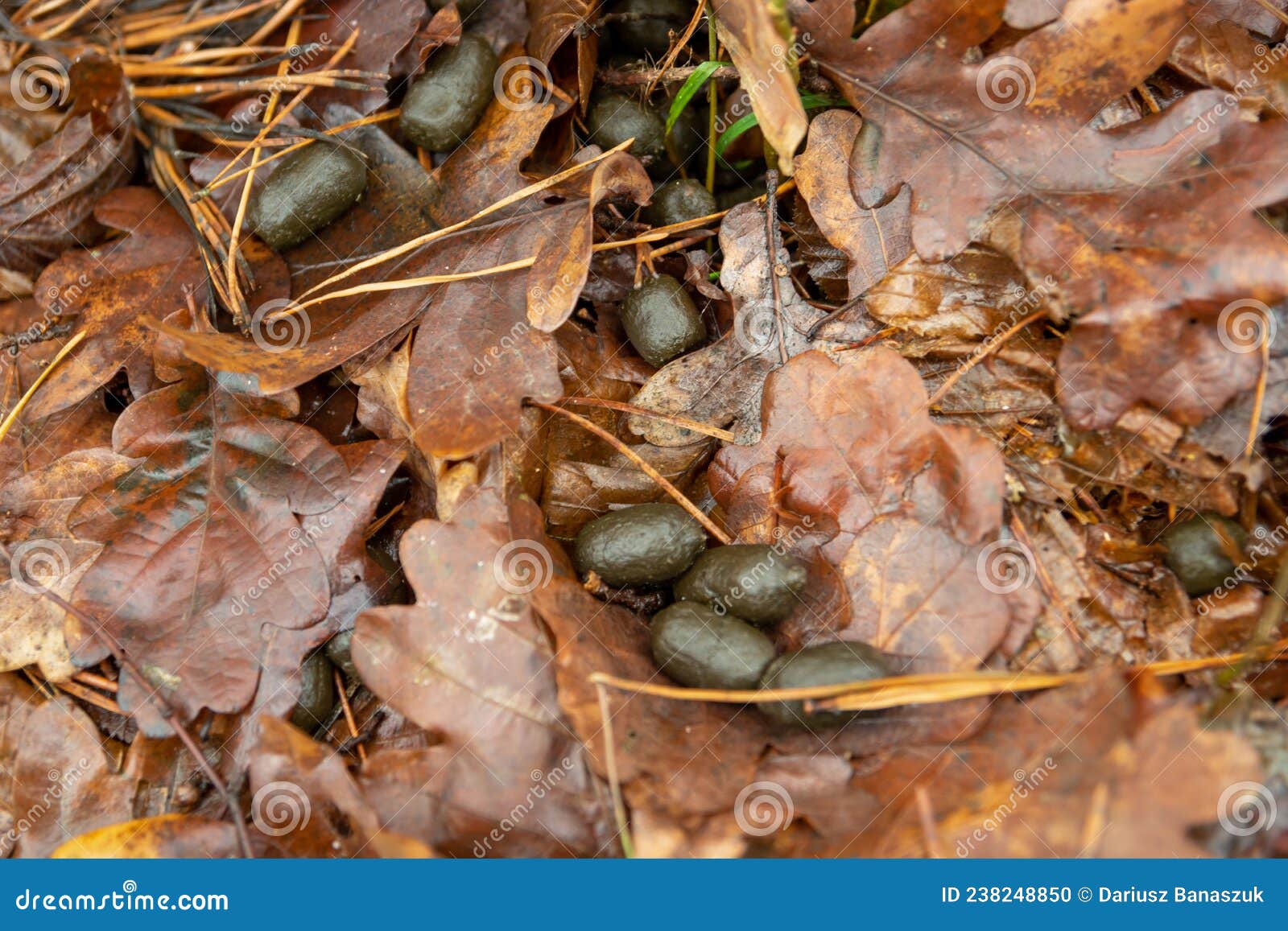 Deer Droppings on the Ground in the Forest Stock Photo - Image of feces ...