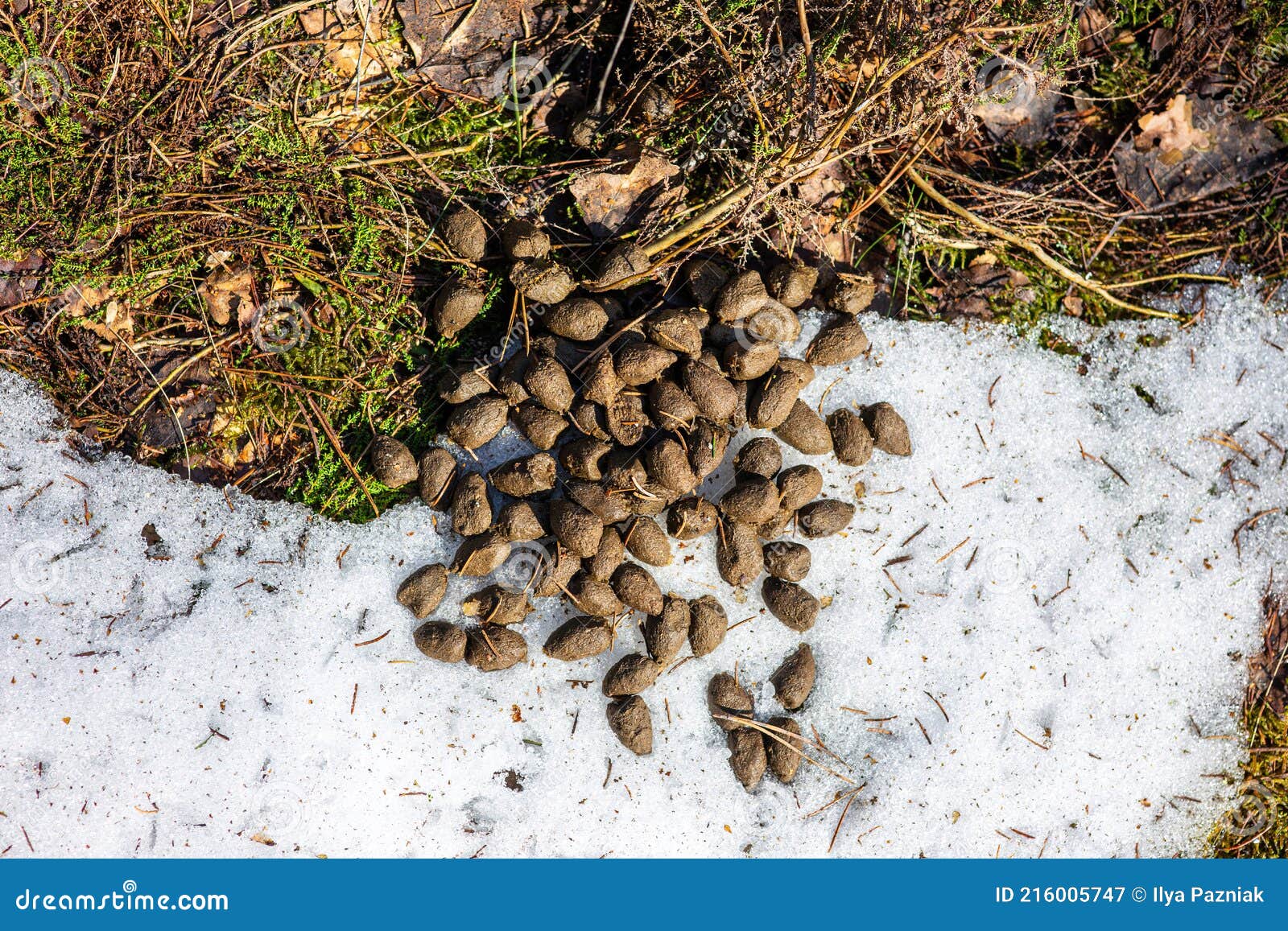 Deer Droppings Poop Also Known As Feces, Stool Or Scat Are Usually ...