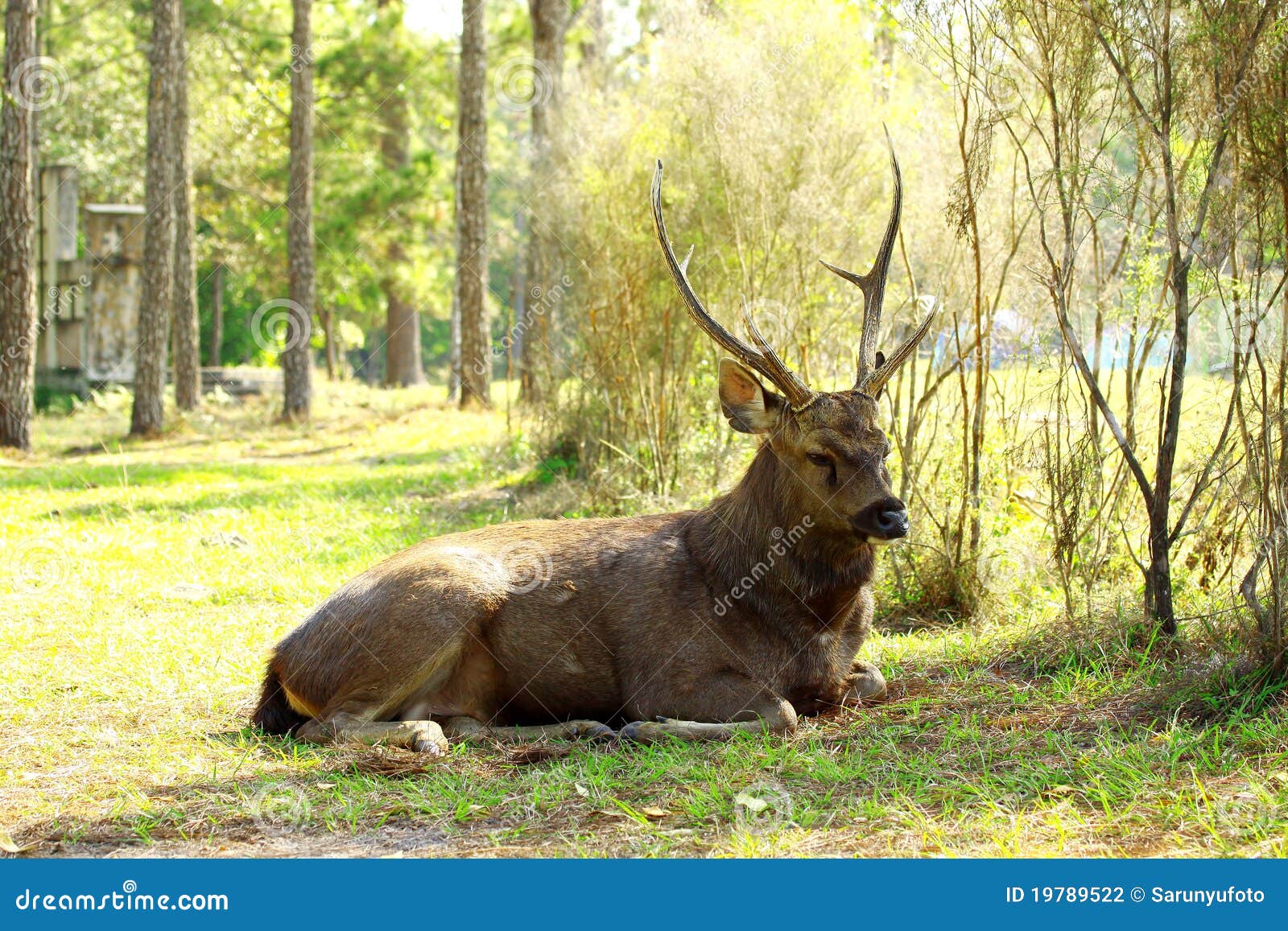 Deer Eat Grass, Tropical Forest Stock Photography - Image: 19789522