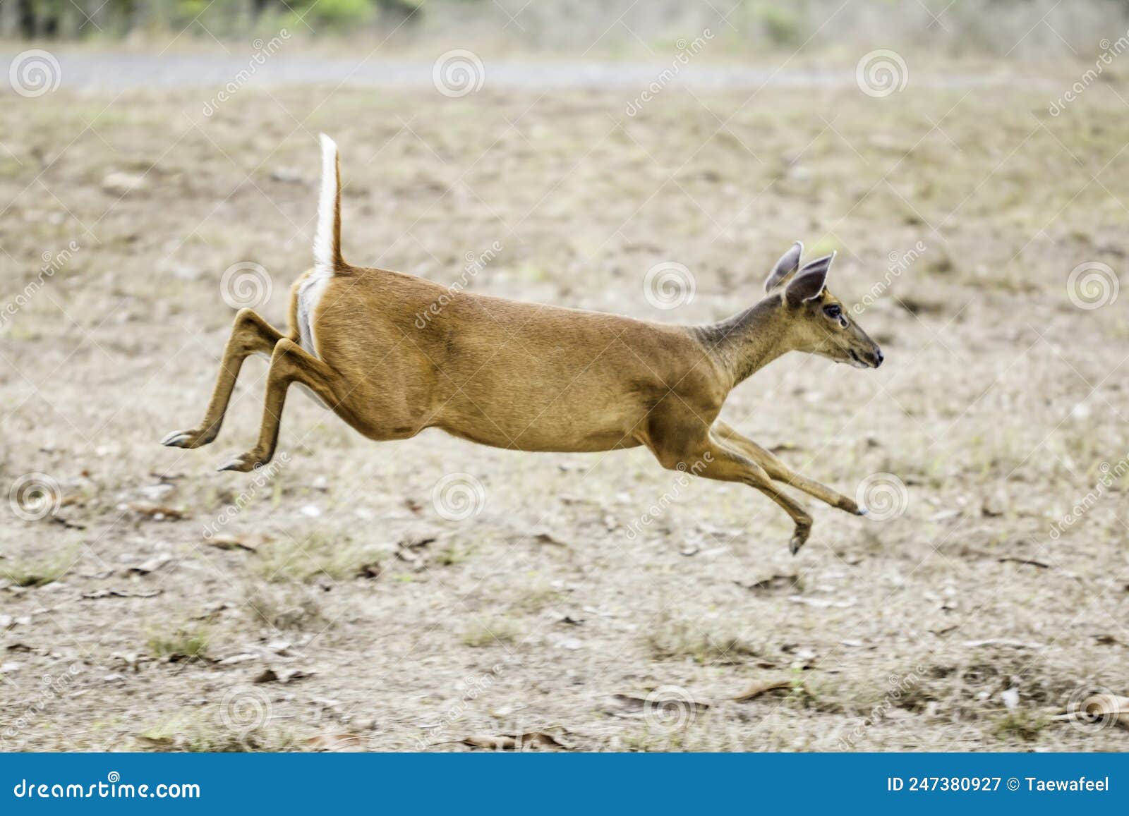 Deer Eat Mangoes in Khao Yai Stock Image - Image of hunters, park ...