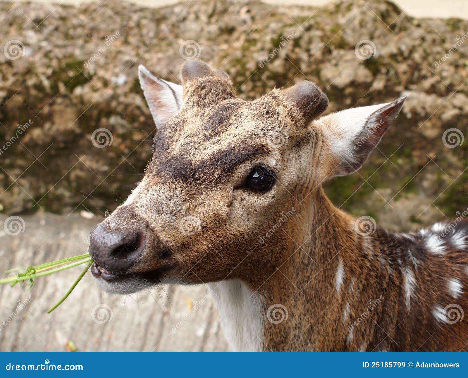 Deer Eating stock image. Image of hirsch, mammal, head - 25185799