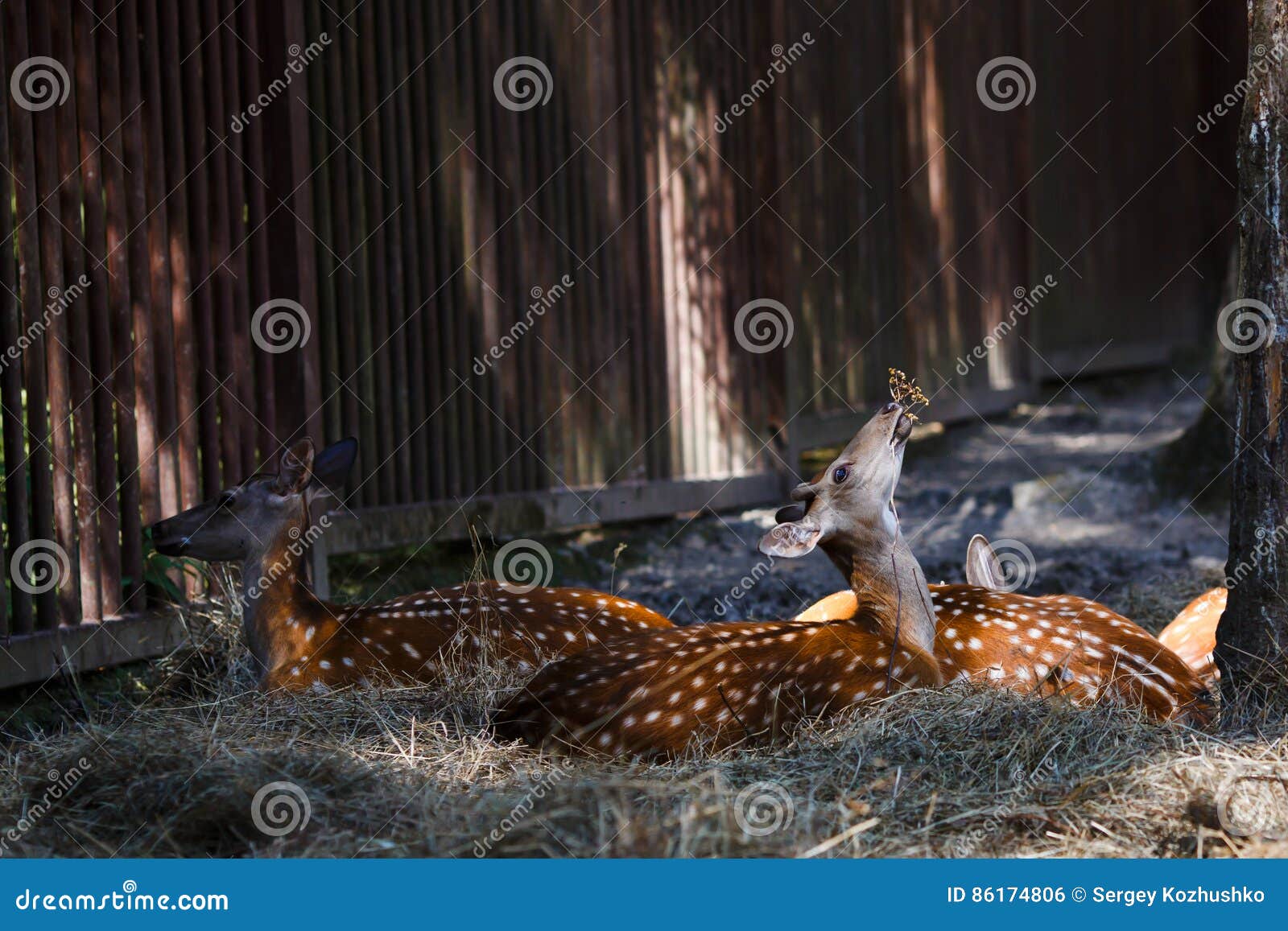Deer Eating Berries Laying on Ground Stock Photo - Image of spot, fence ...