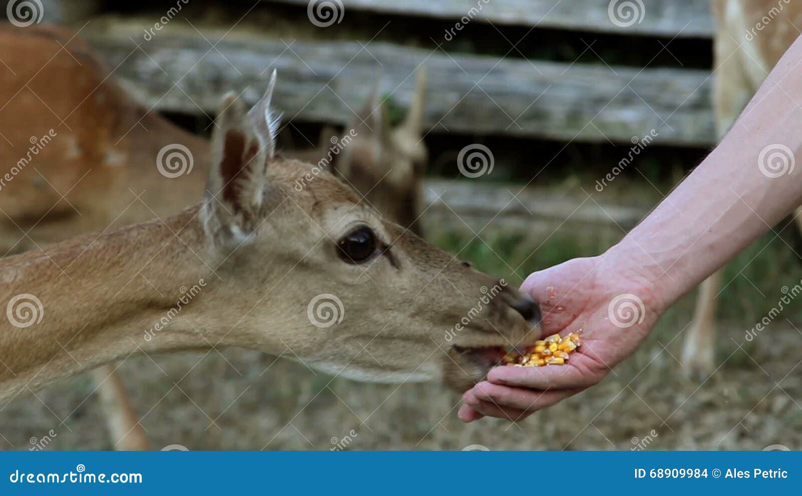 Corn Fed Deer