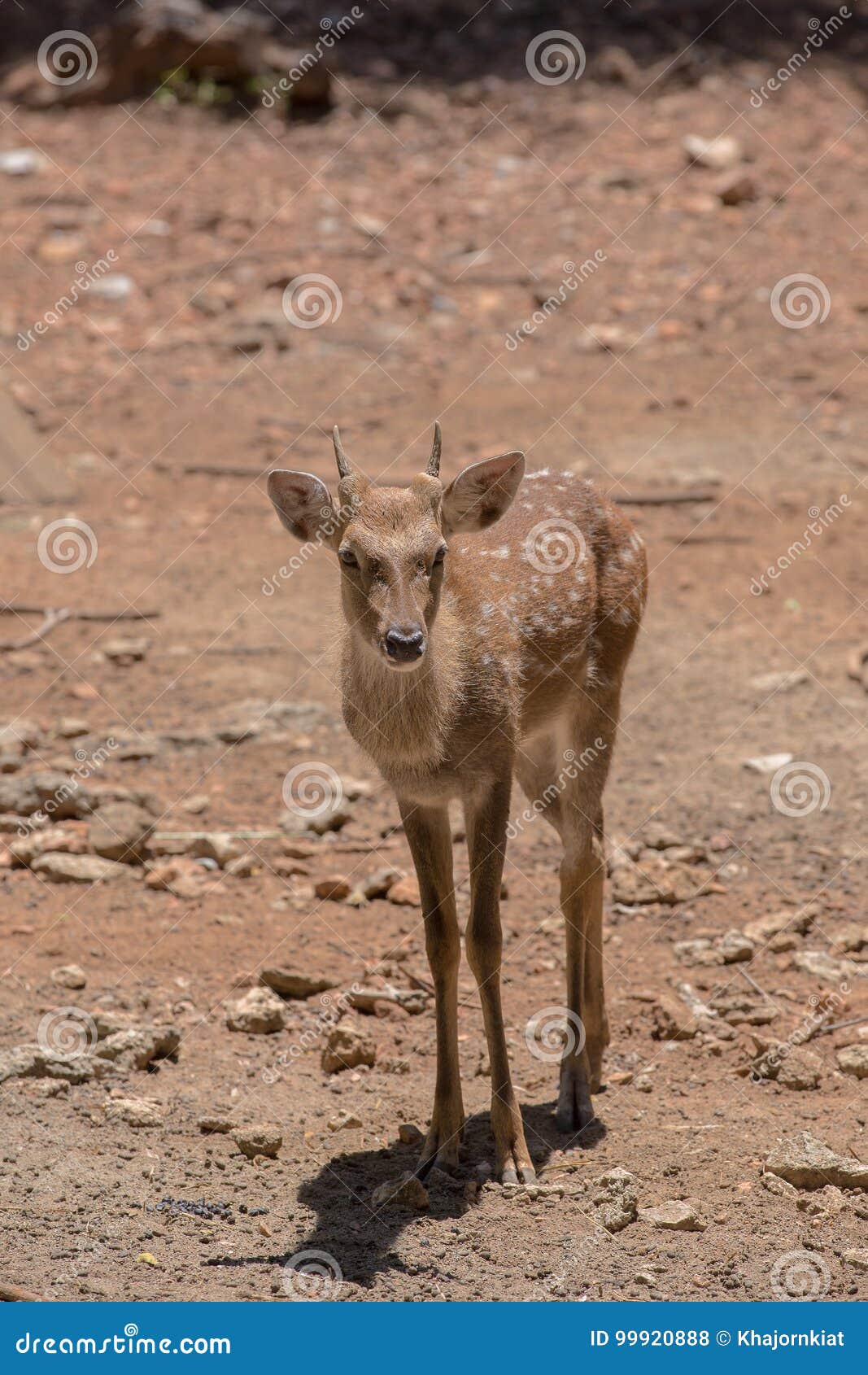 Deer eating food stock photo. Image of close, feed, park - 99920888