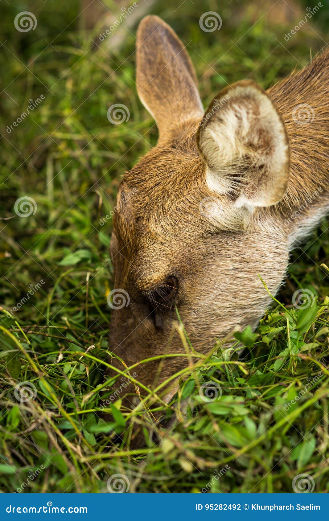 Deer eating food. stock photo. Image of fall, animal - 95282492