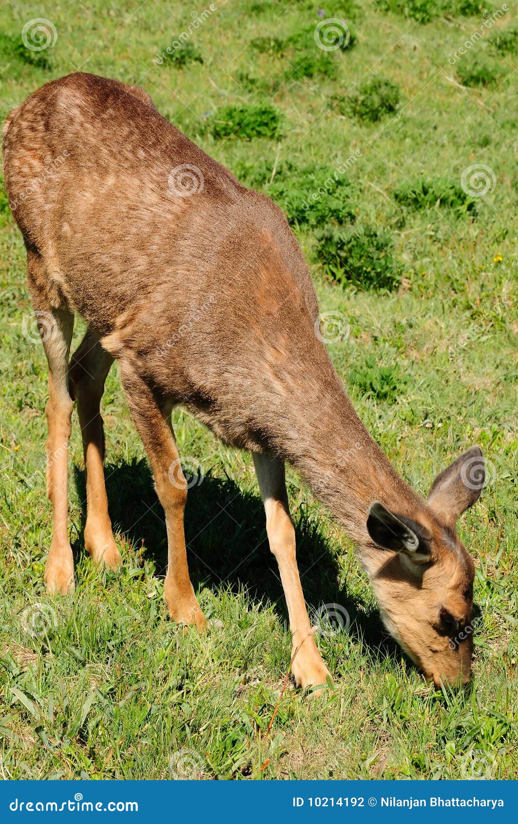 Deer eating grass stock photo. Image of mule, coat, grazing - 10214192