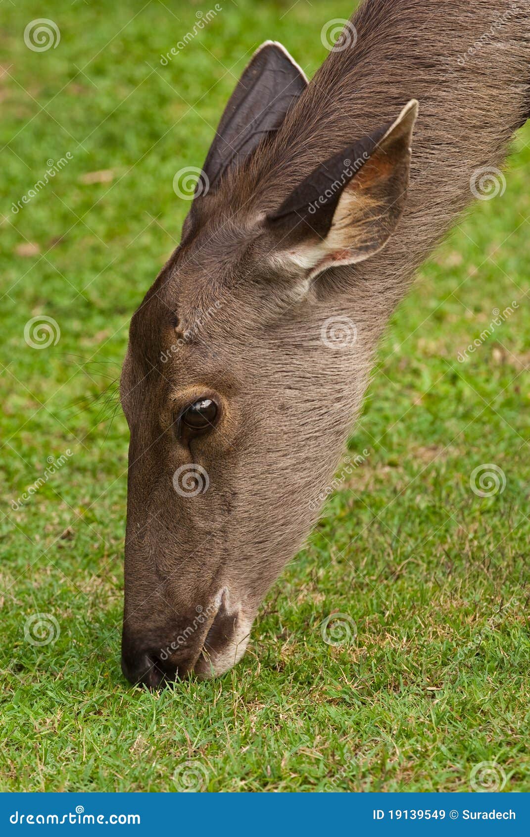 Deer eating grass stock image. Image of mammal, forest - 19139549