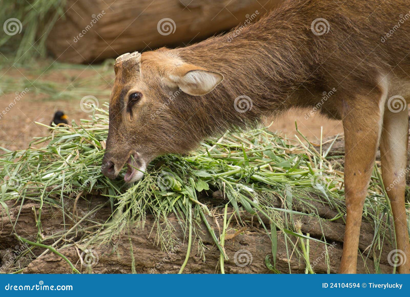 Deer Eating Grass. Stock Images - Image: 24104594