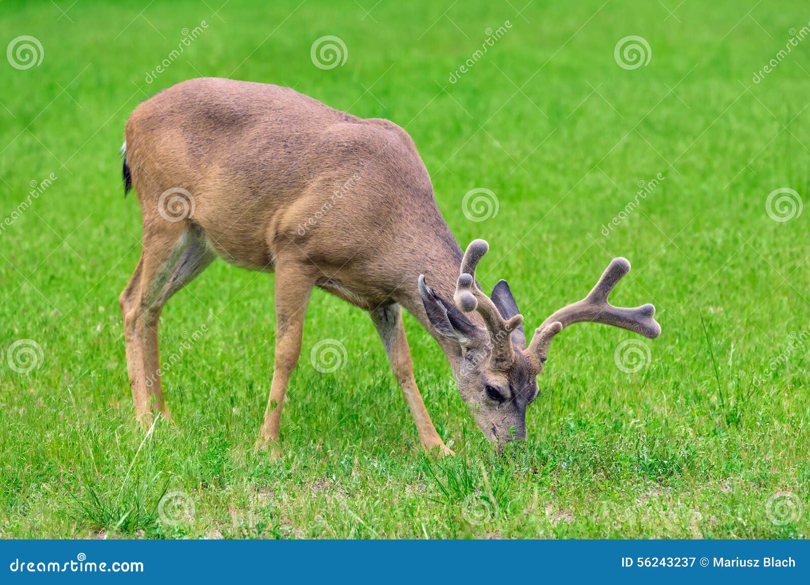 Deer stock image. Image of white, game, brown, meadow - 56243237