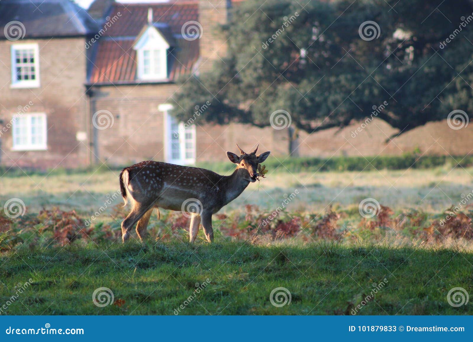 Derpy Derp Sheep Face On Royalty-Free Stock Image | CartoonDealer.com ...