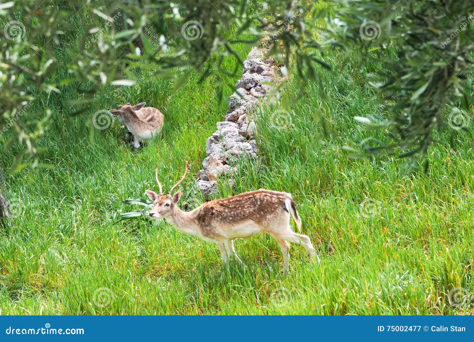 Deer Eating Grass in Wilderness Stock Image - Image of fallow, antler ...