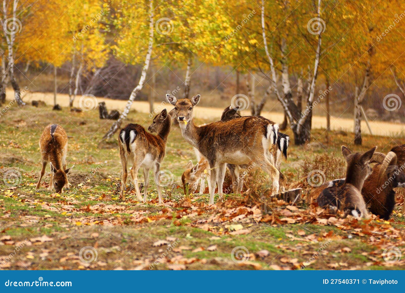 Deer eating a leaf stock image. Image of hungry, fallow - 27540371