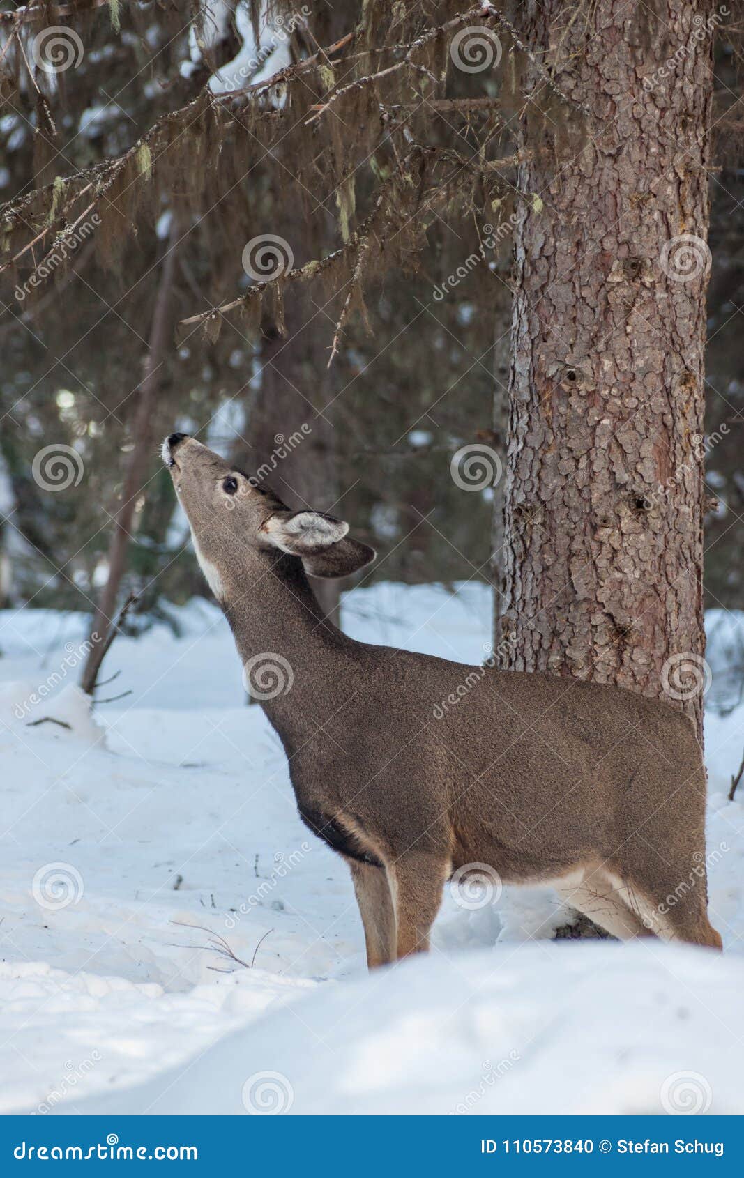 Deer eating Lichen stock photo. Image of cervids, canadian - 110573840
