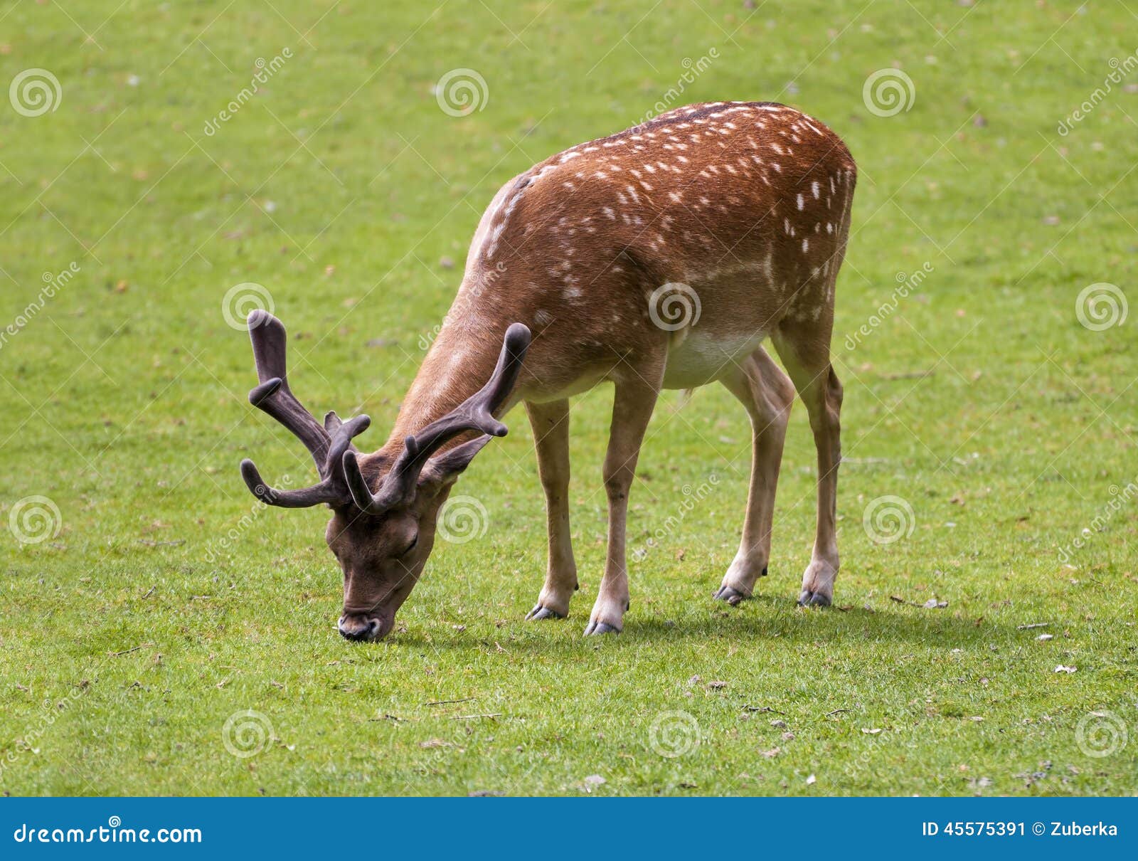 Roe Deer Eating Acorns From The Tree, Capreolus Capreolus. Stock Photo ...