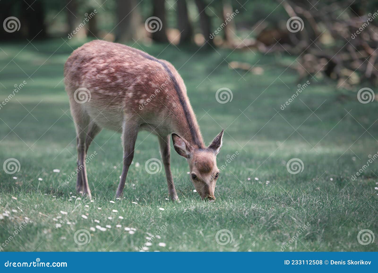 Deer Eats Grass on the Lawn in Woods Stock Photo - Image of grass ...