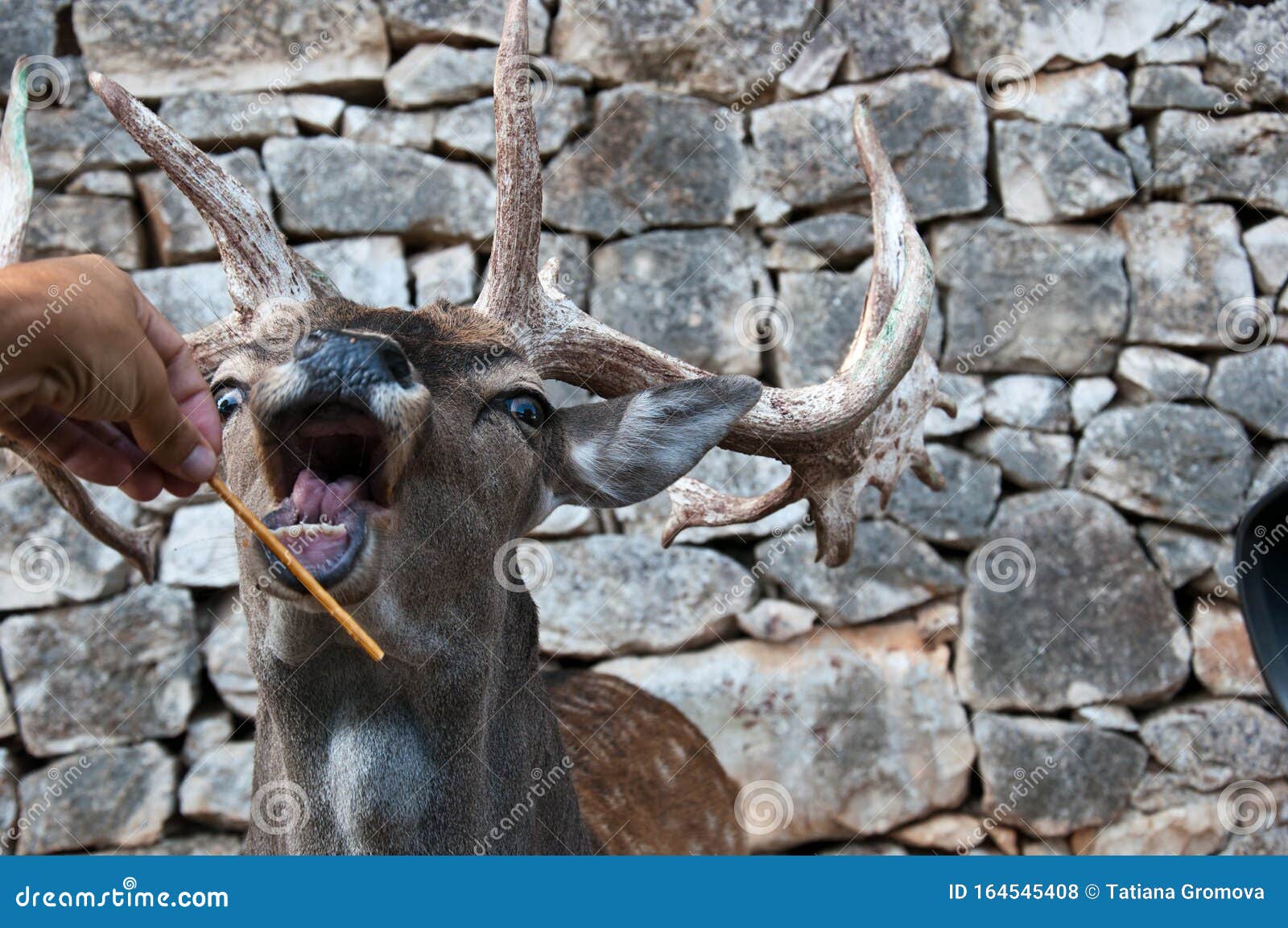 The Dear Closeup Eating a Snack from the Hands Stock Photo - Image of ...