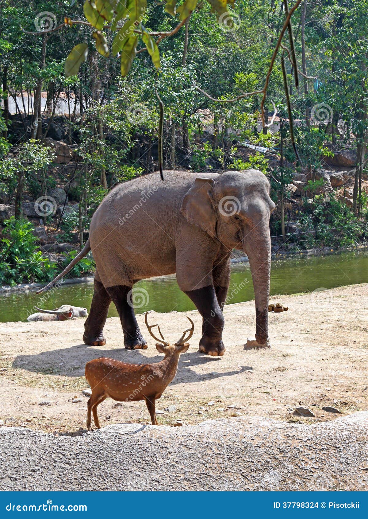 Deer and elephant stock photo. Image of deer, grass, animal - 37798324