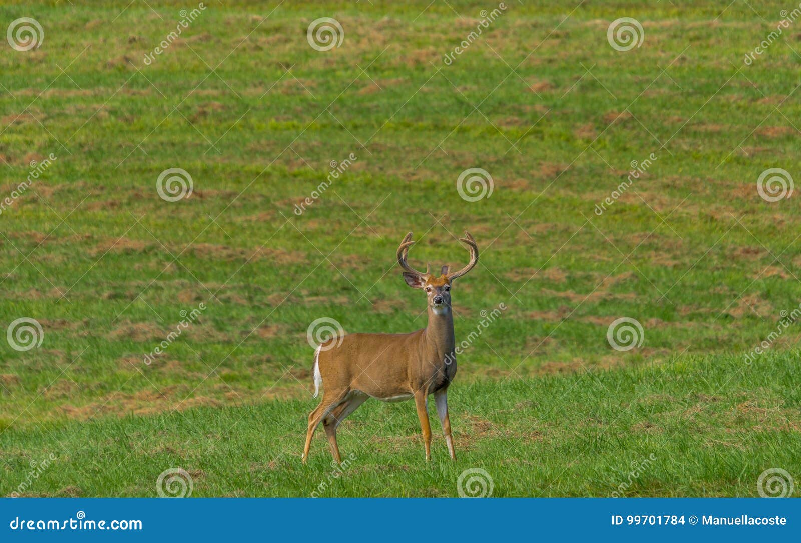 Deer enjoying a summer day stock photo. Image of nature - 99701784
