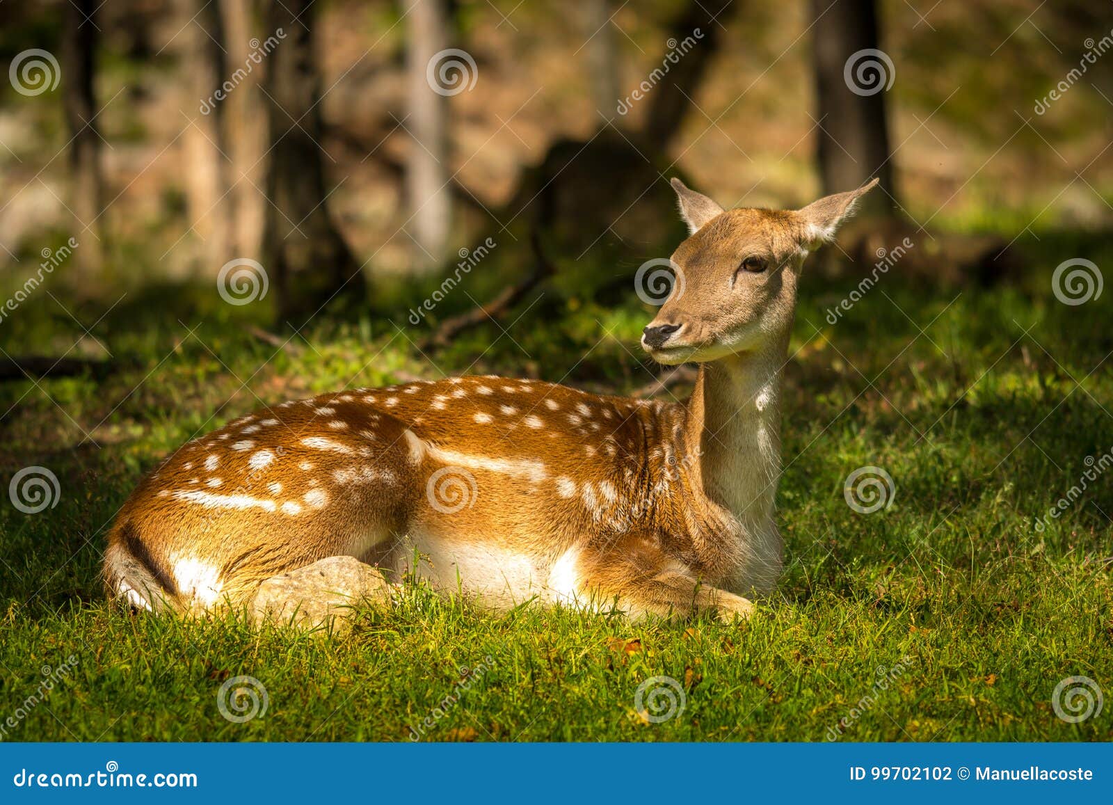 Deer enjoying a summer day stock photo. Image of nature - 99702102