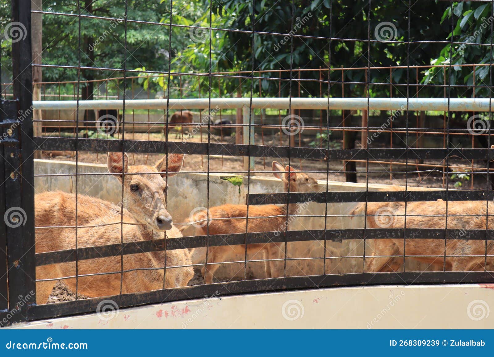 A Deer is Entertaining Tourists with Its Action at the Semarang Zoo ...