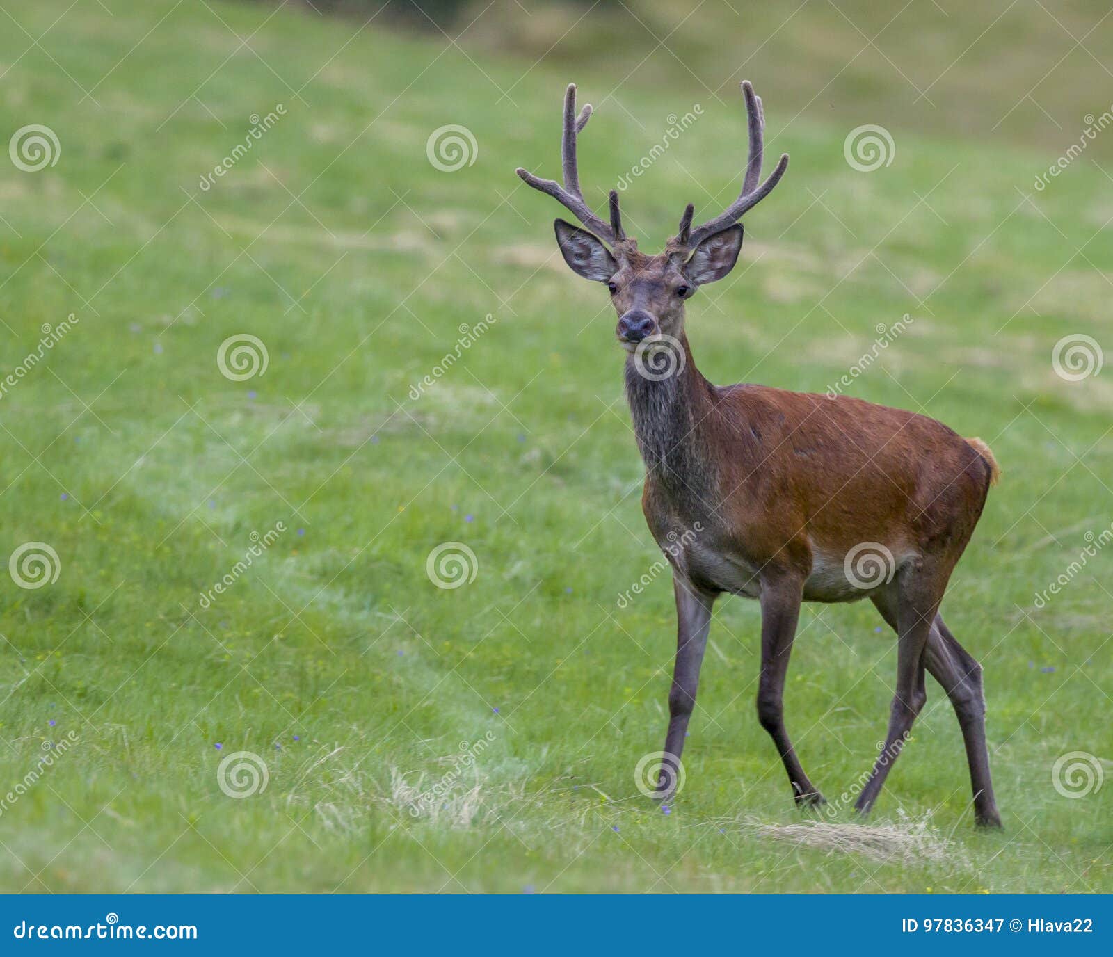 Deer European stock image. Image of europeandoe, servers - 97836347