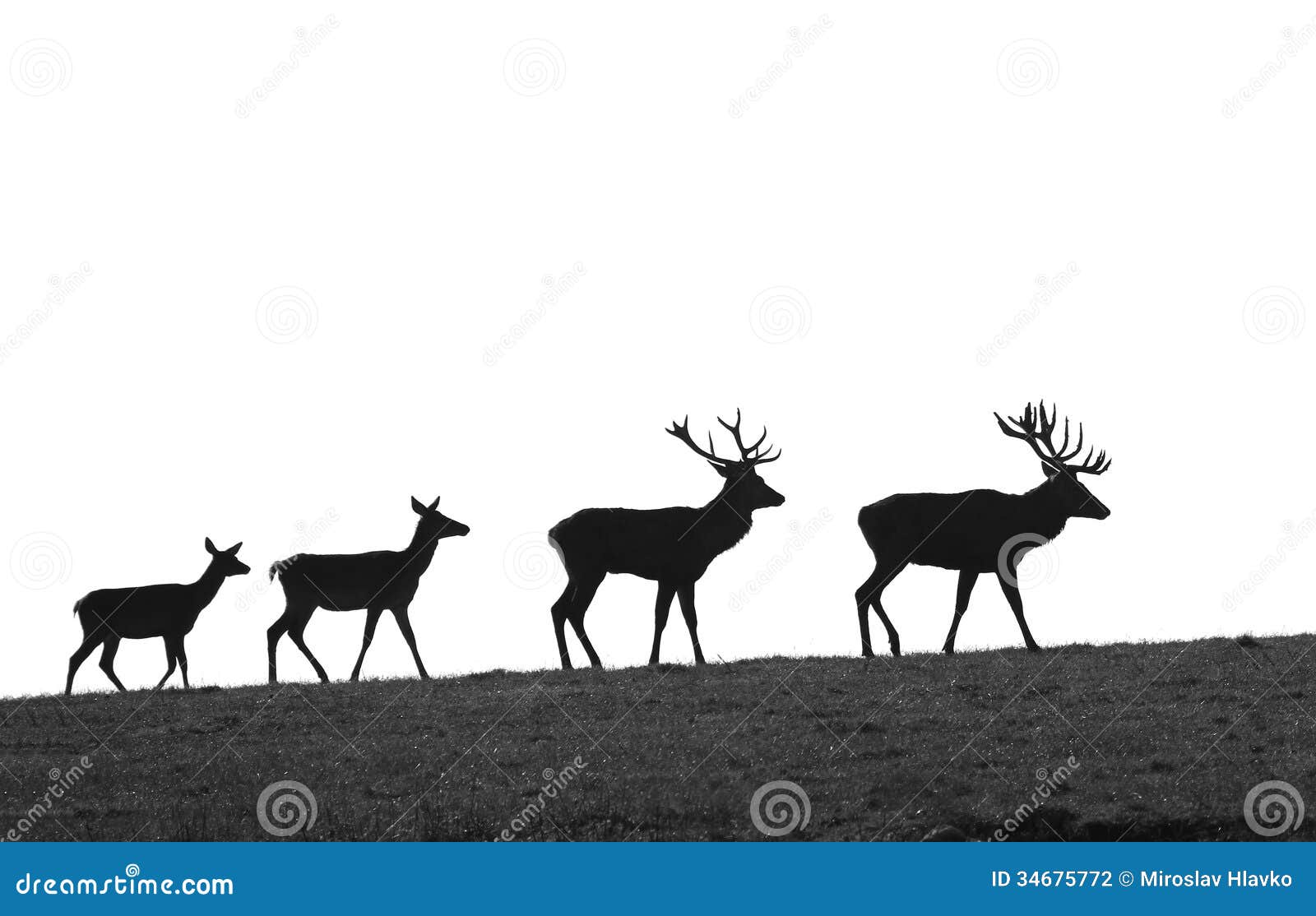 Deer evolution stock photo. Image of deer, hoofed, cervus - 34675772
