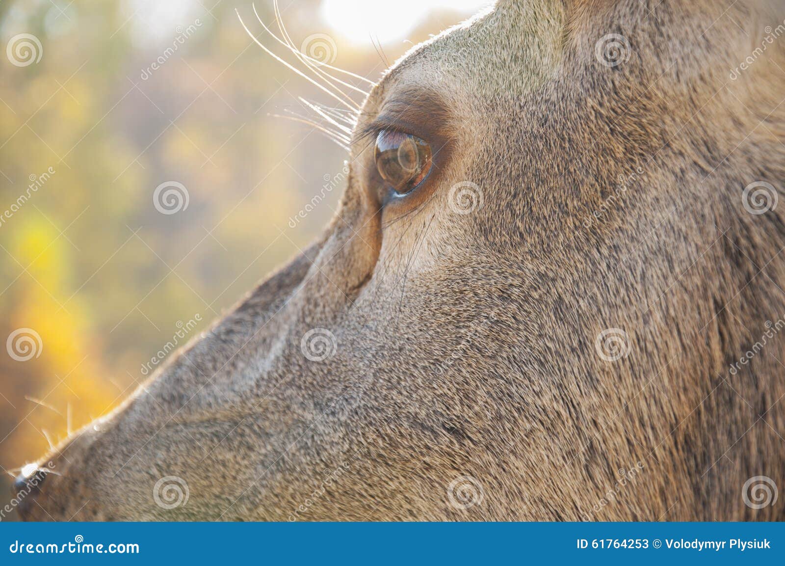 Deer eye close-up stock image. Image of closeup, coat - 61764253