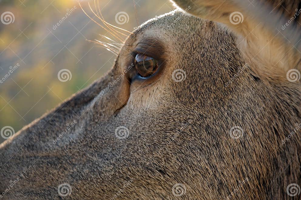 Deer eye close-up stock image. Image of macro, park, horning - 61764327