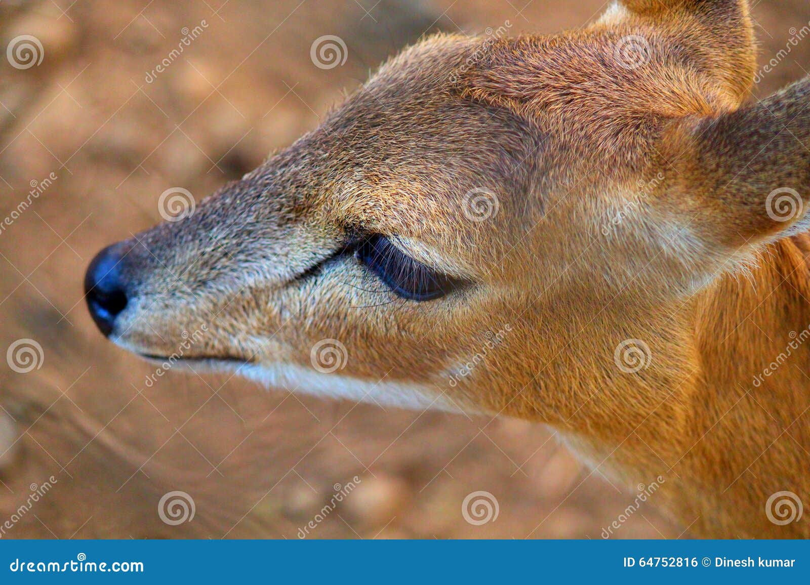 Deer Eye stock photo. Image of nationalpark, deerlover - 64752816