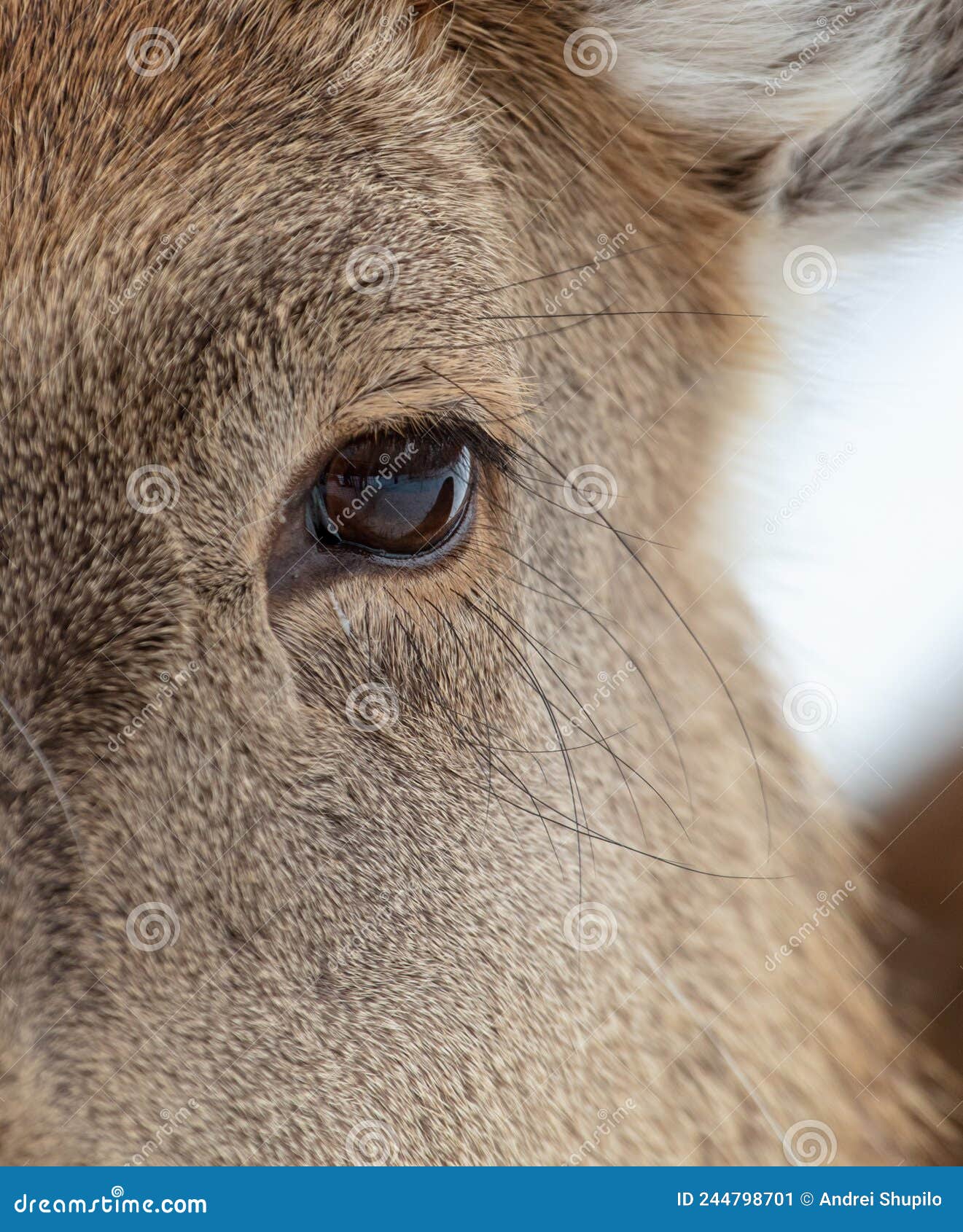 Deer eye in the zoo. stock image. Image of animal, glance - 244798701