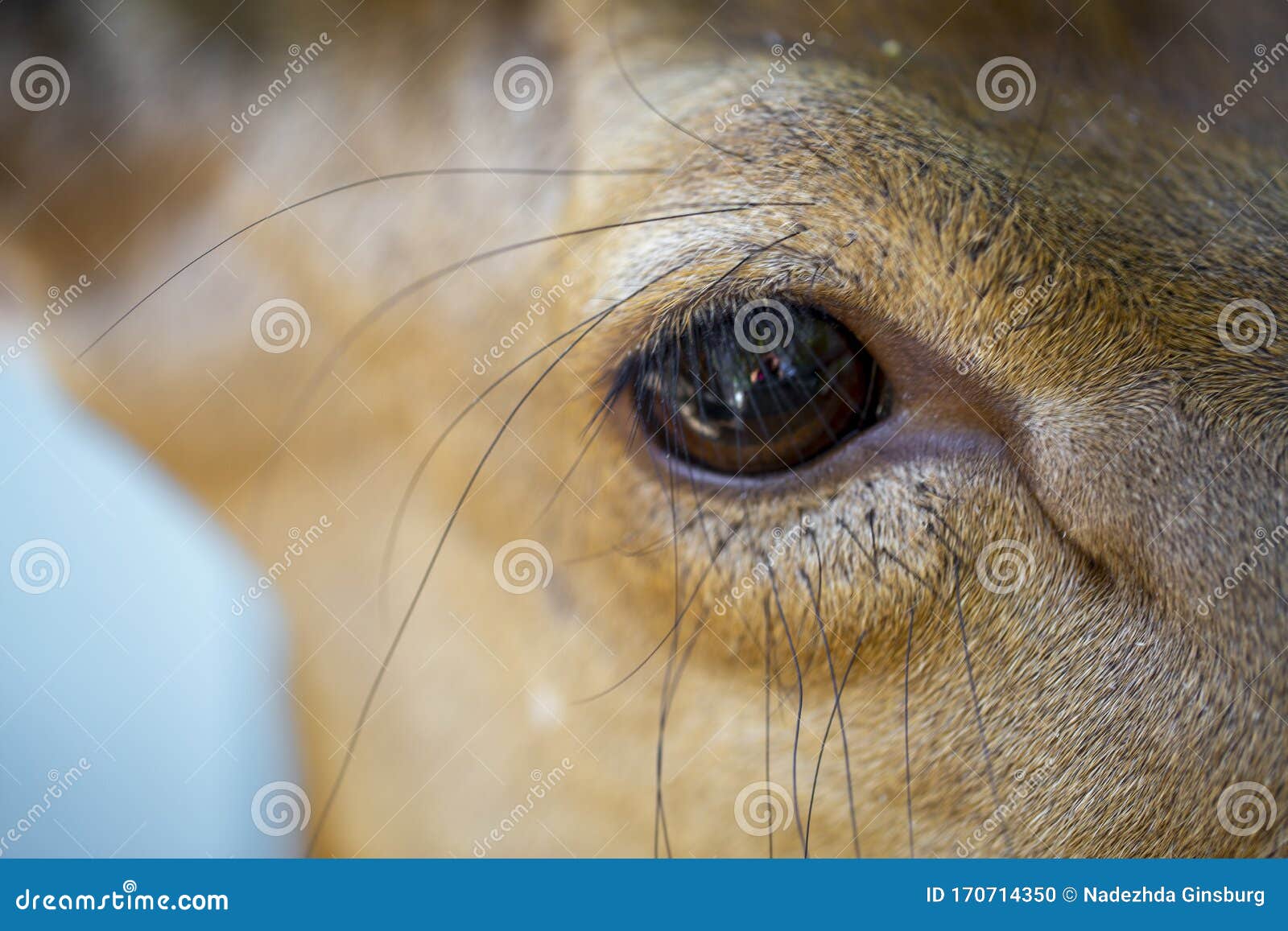 Deer Eyes To the Deer Enclosure Stock Photo - Image of cute, macro ...