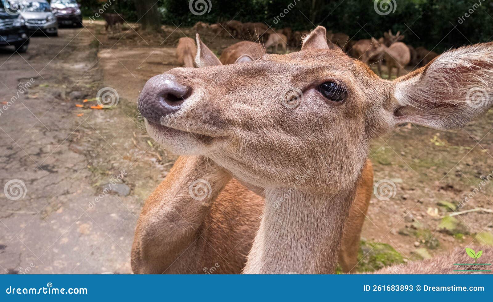 A Deer Eyes Waiting To Be Fed Stock Image - Image of waiting, deer ...