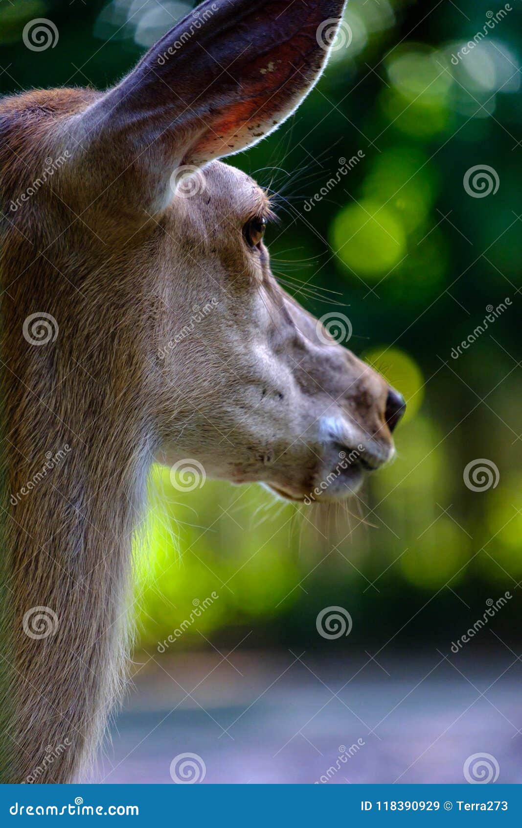 Deer face close up stock image. Image of mammal, clovenhoofed - 118390929