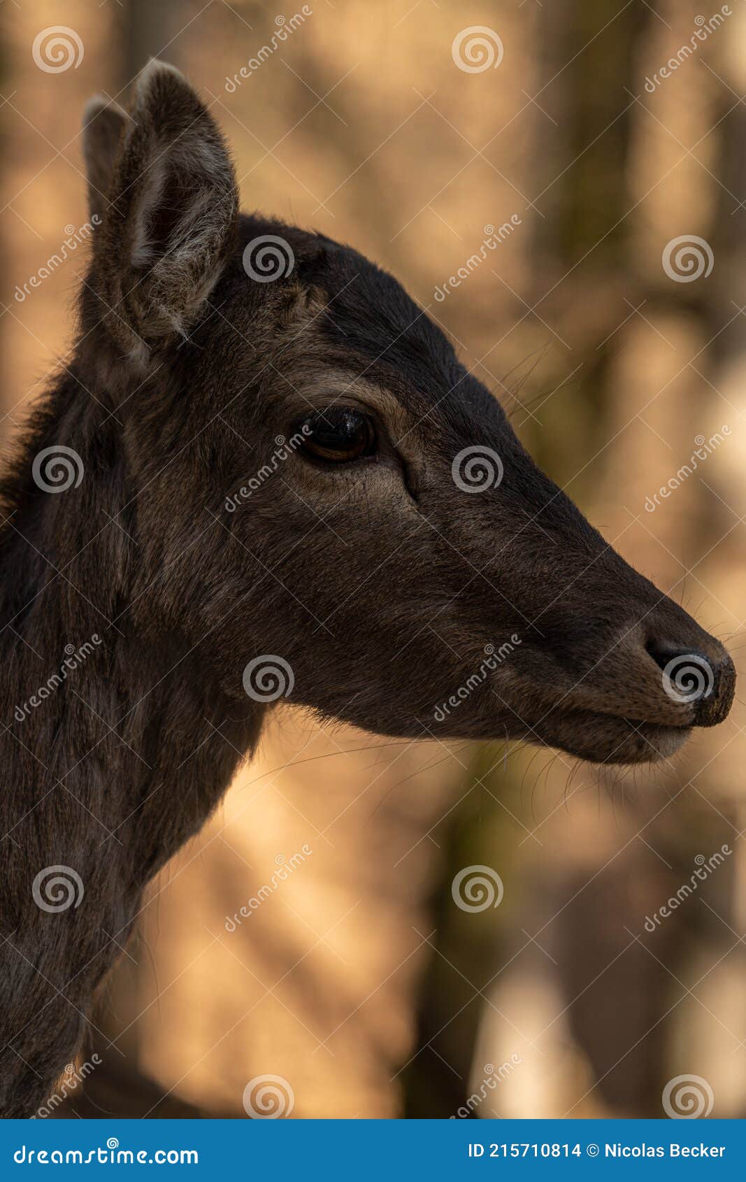 Deer Close Up Face in a Forest Stock Photo - Image of field, wildlife ...