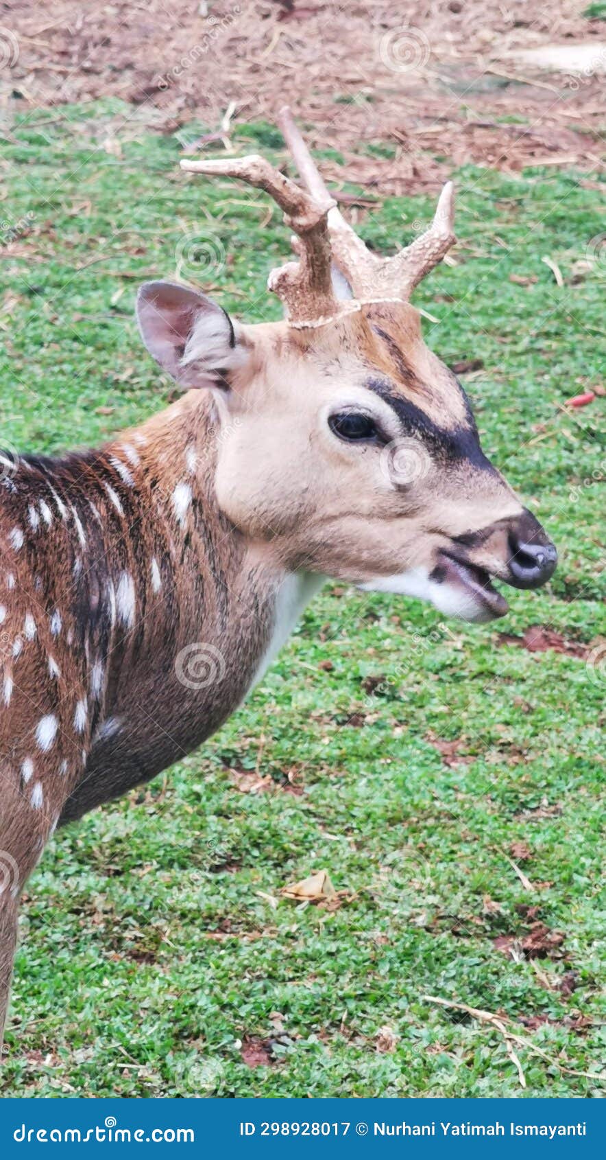 Deer face stock image. Image of female, brown, antler - 298928017