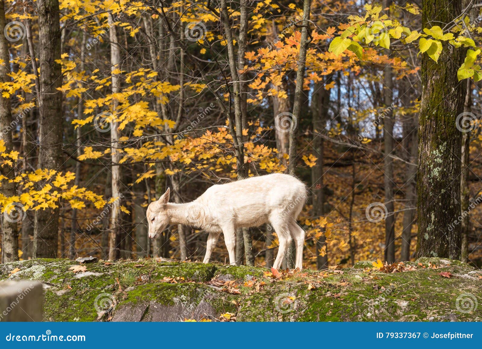 Deer in a fall forest stock image. Image of large, hatch - 79337367