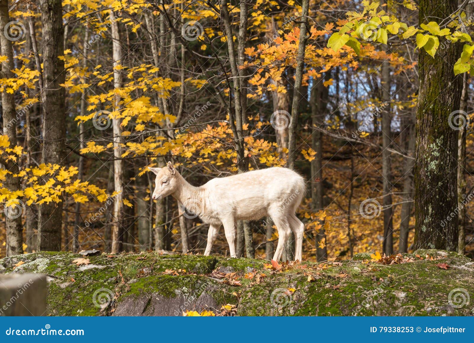 Deer in a fall forest stock image. Image of deer, nature - 79338253