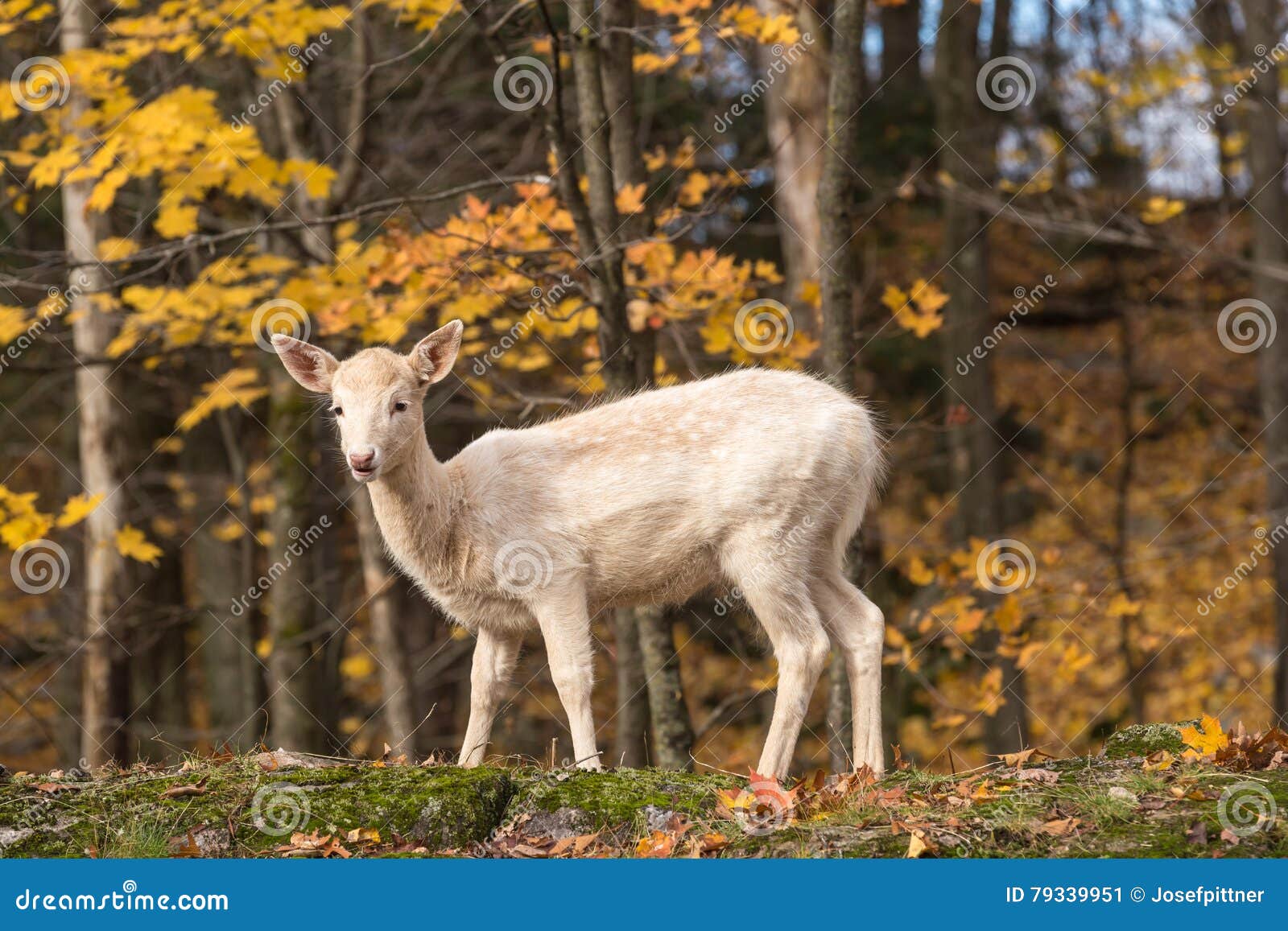 Deer in a fall forest stock image. Image of madison, mammal - 79339951