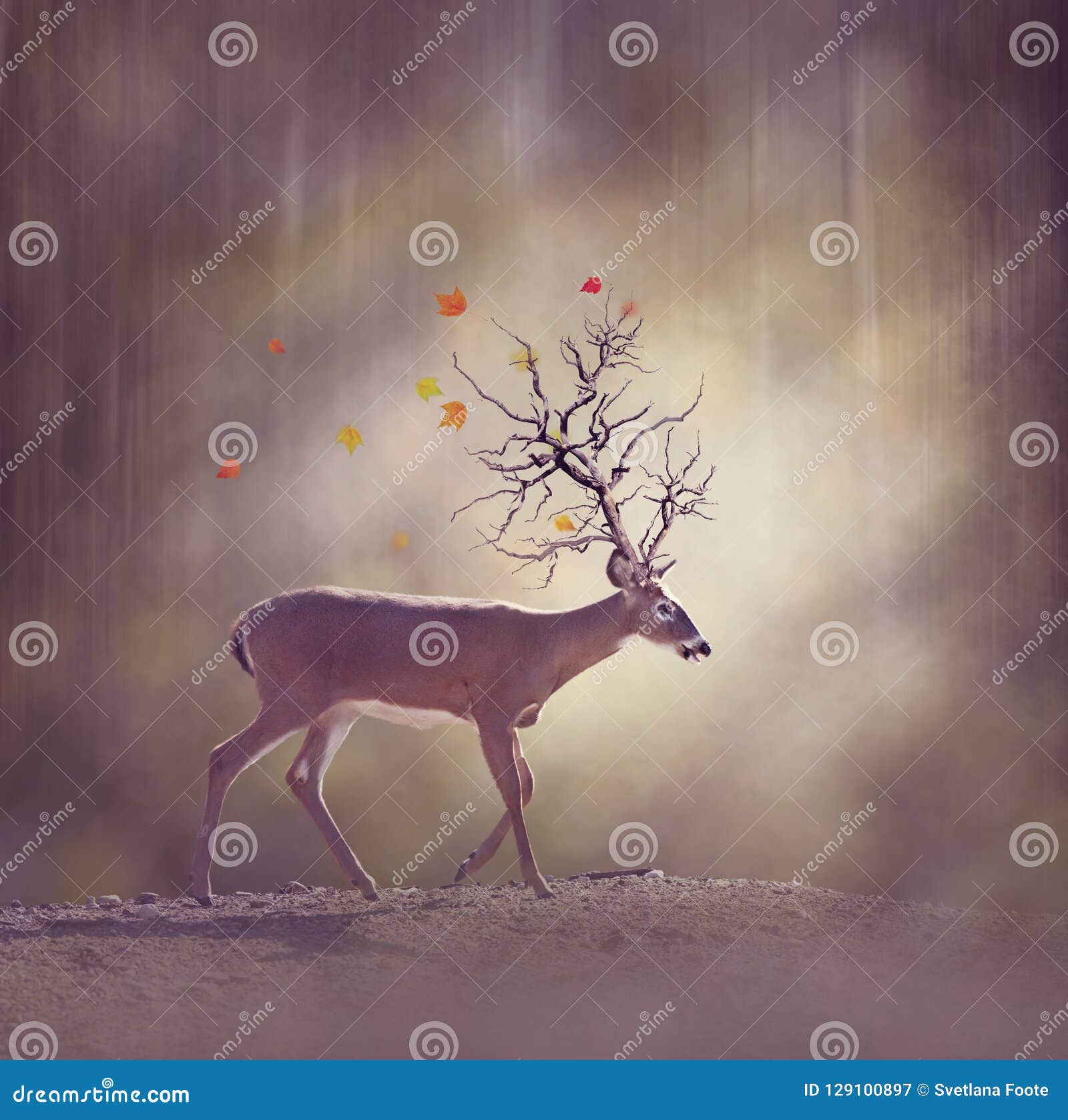 Deer in the fall woods stock image. Image of leaf, deer - 129100897