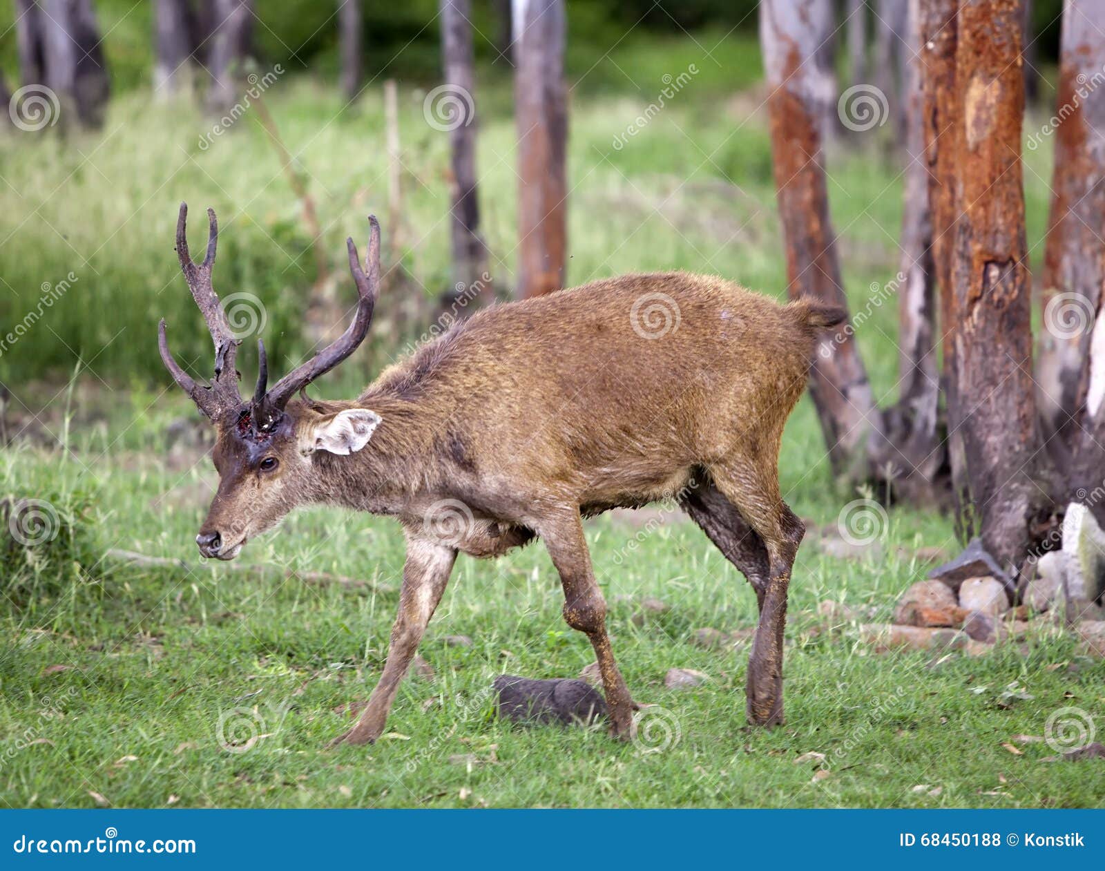 Deer with the Falling-off Horns. Mauritius Stock Photo - Image of ...