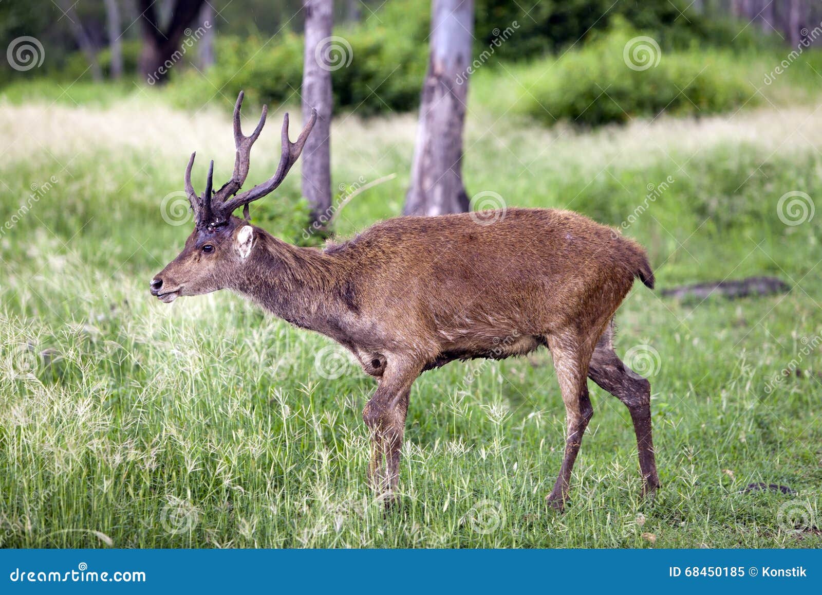 Deer with the Falling-off Horns Under a Drizzle. Mauritius Stock Image ...