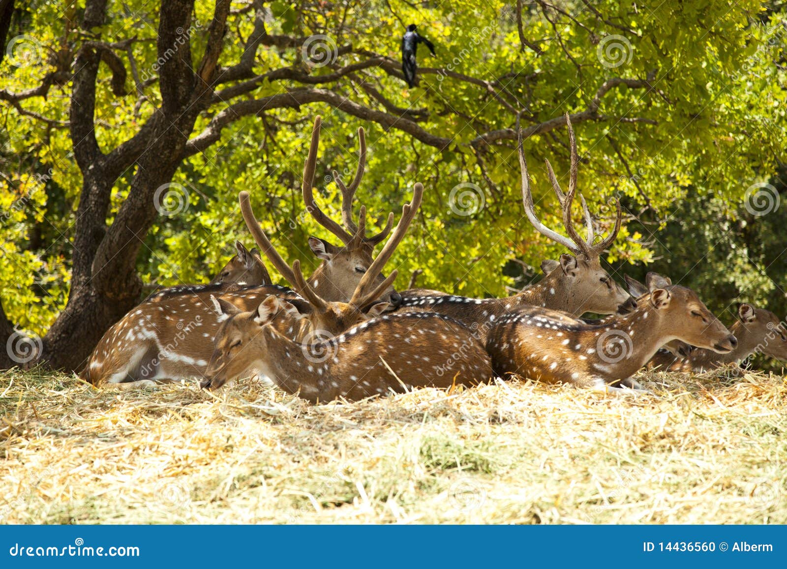 Deer Family stock photo. Image of family, deer, horn - 14436560